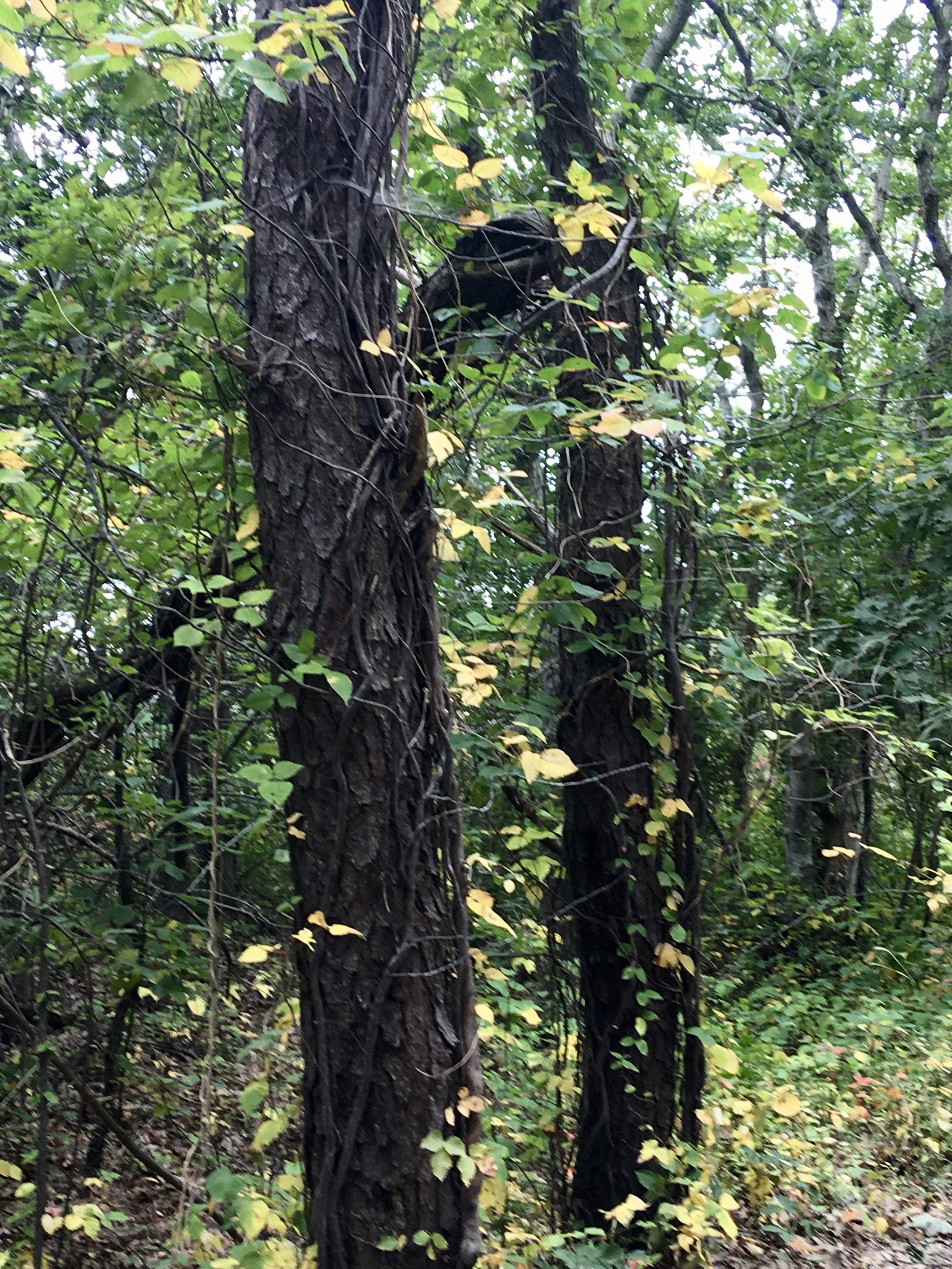 Susan Branch Blog | Susan Branch Blog | Page 20