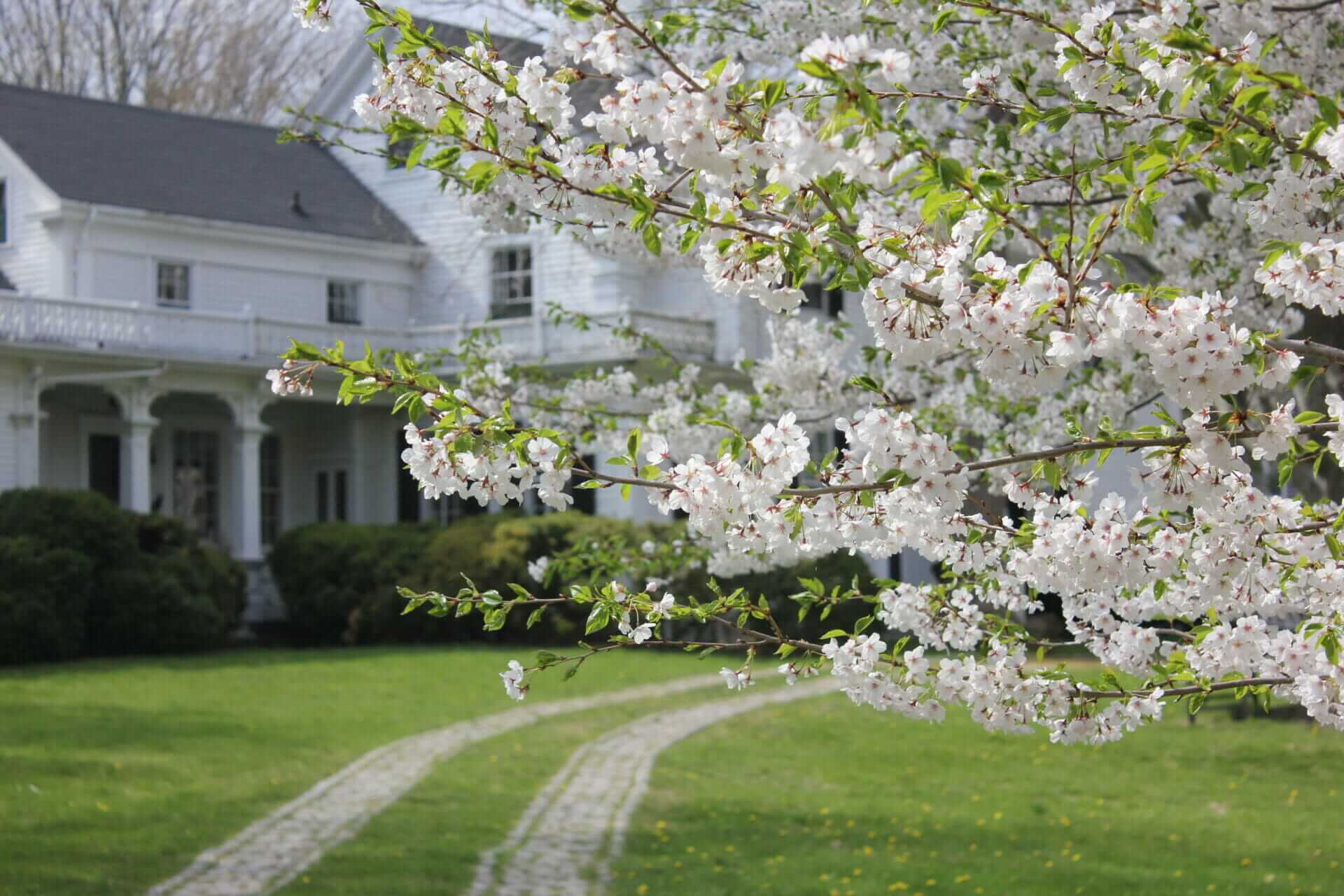 Susan Branch Blog | Susan Branch Blog