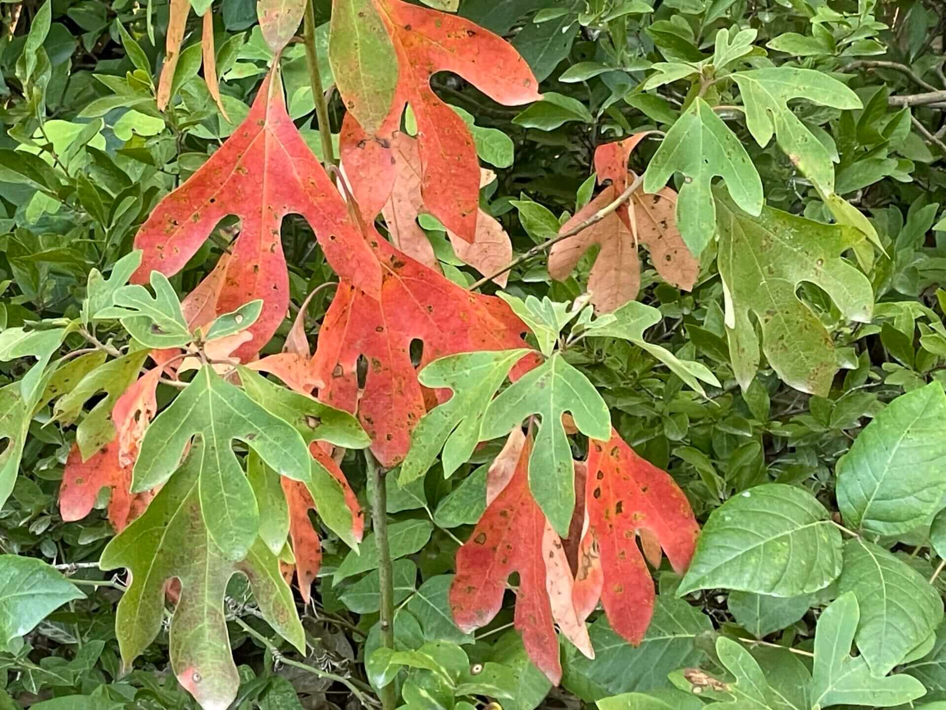 Susan Branch Blog | Susan Branch Blog