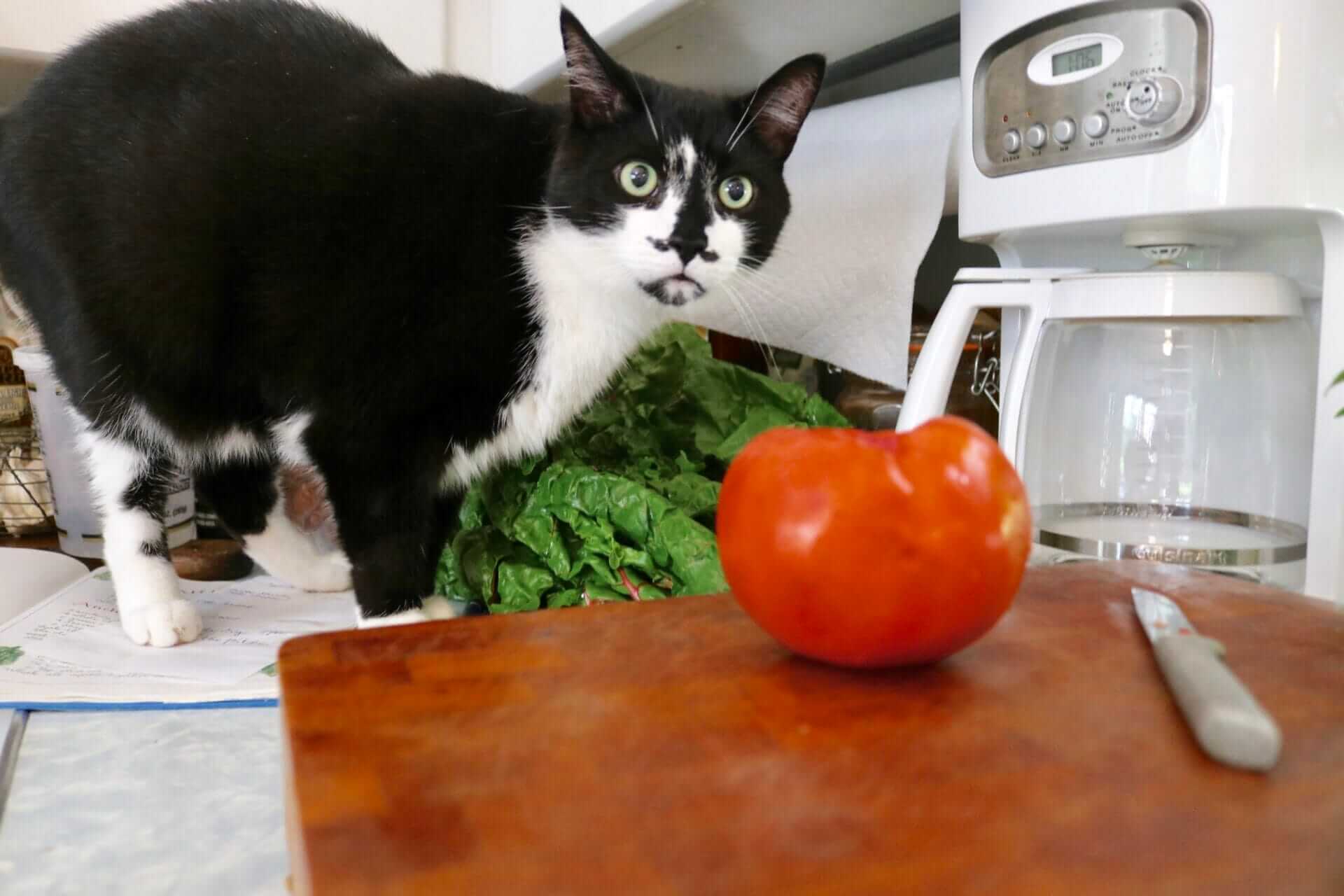 Susan Branch Blog | Susan Branch Blog